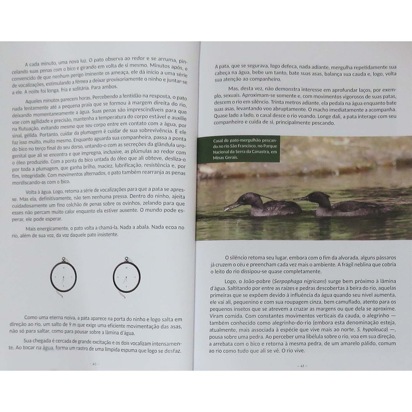 pato-mergulhão, Serra da Canastra, aves Cerrado, aves de Minas Gerais ...