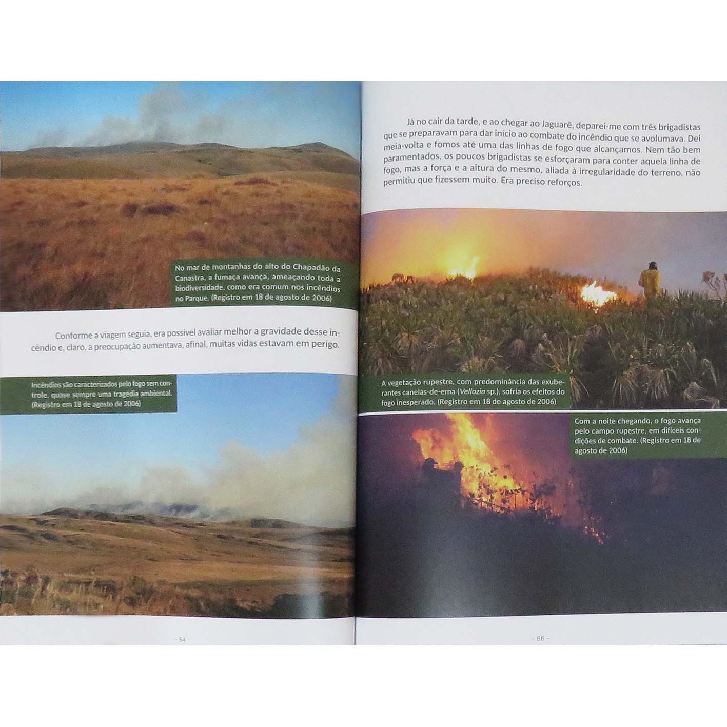 pato-mergulhão, Serra da Canastra, aves Cerrado, aves de Minas Gerais ...