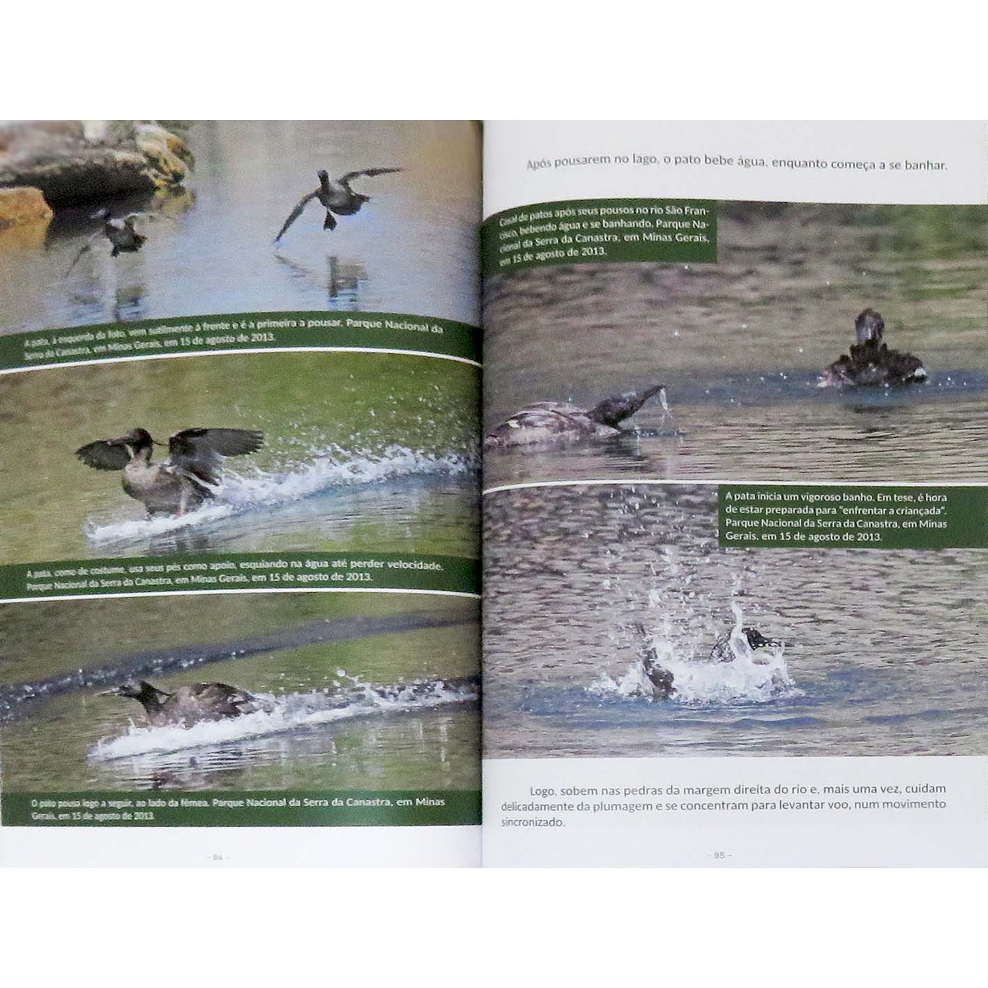 pato-mergulhão, Serra da Canastra, aves Cerrado, aves de Minas Gerais ...