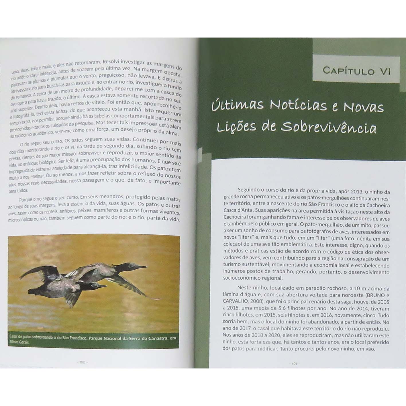 pato-mergulhão, Serra da Canastra, aves Cerrado, aves de Minas Gerais ...