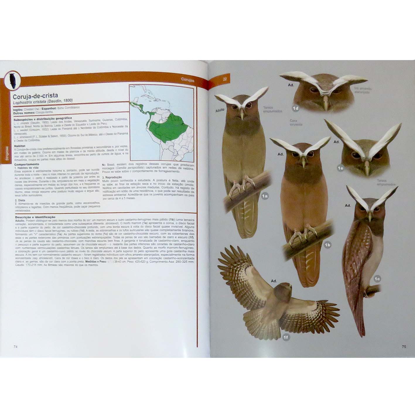 corujas do Brasil, aves noturnas, aves de rapina noturnas, suindara - A ...