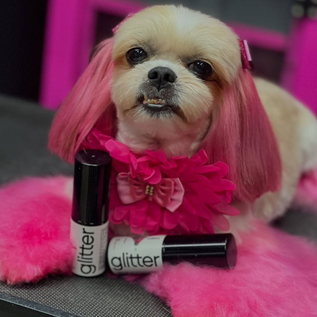 Glitter Pet Em Pó 15g Dourado Para Cães Collora - Zozo Pet Store