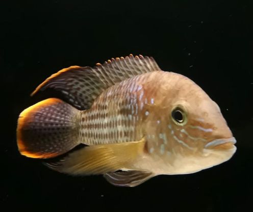 GREEN TERROR 10 A 12CM - Ocean MPK