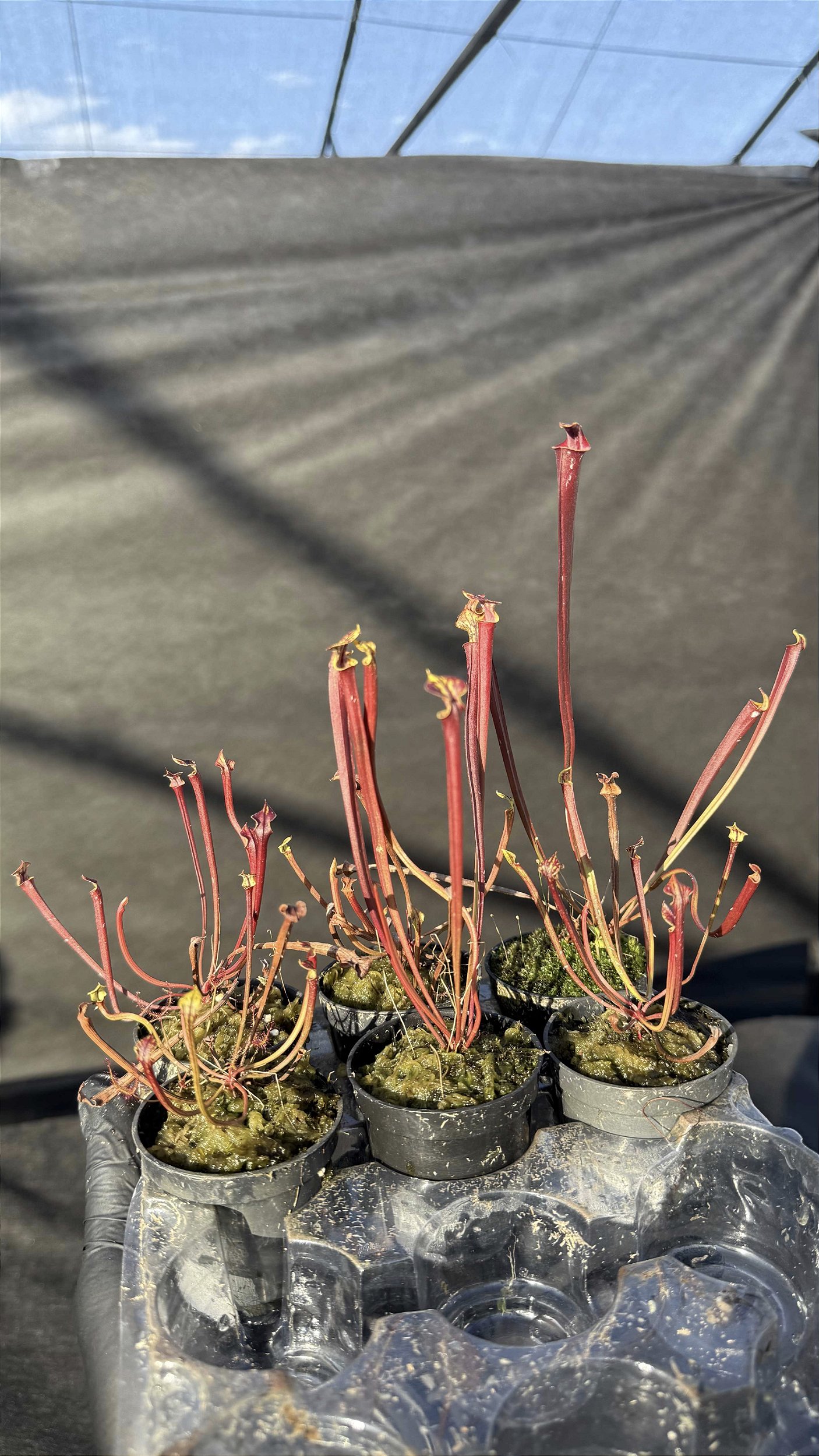 Sarracenia Flava 'Red Tube' - Floricultura Pai e Filho
