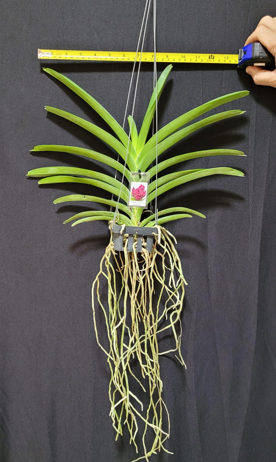 Vanda Mem Ted Carter Burgandy - Orquidário Dona Vanda