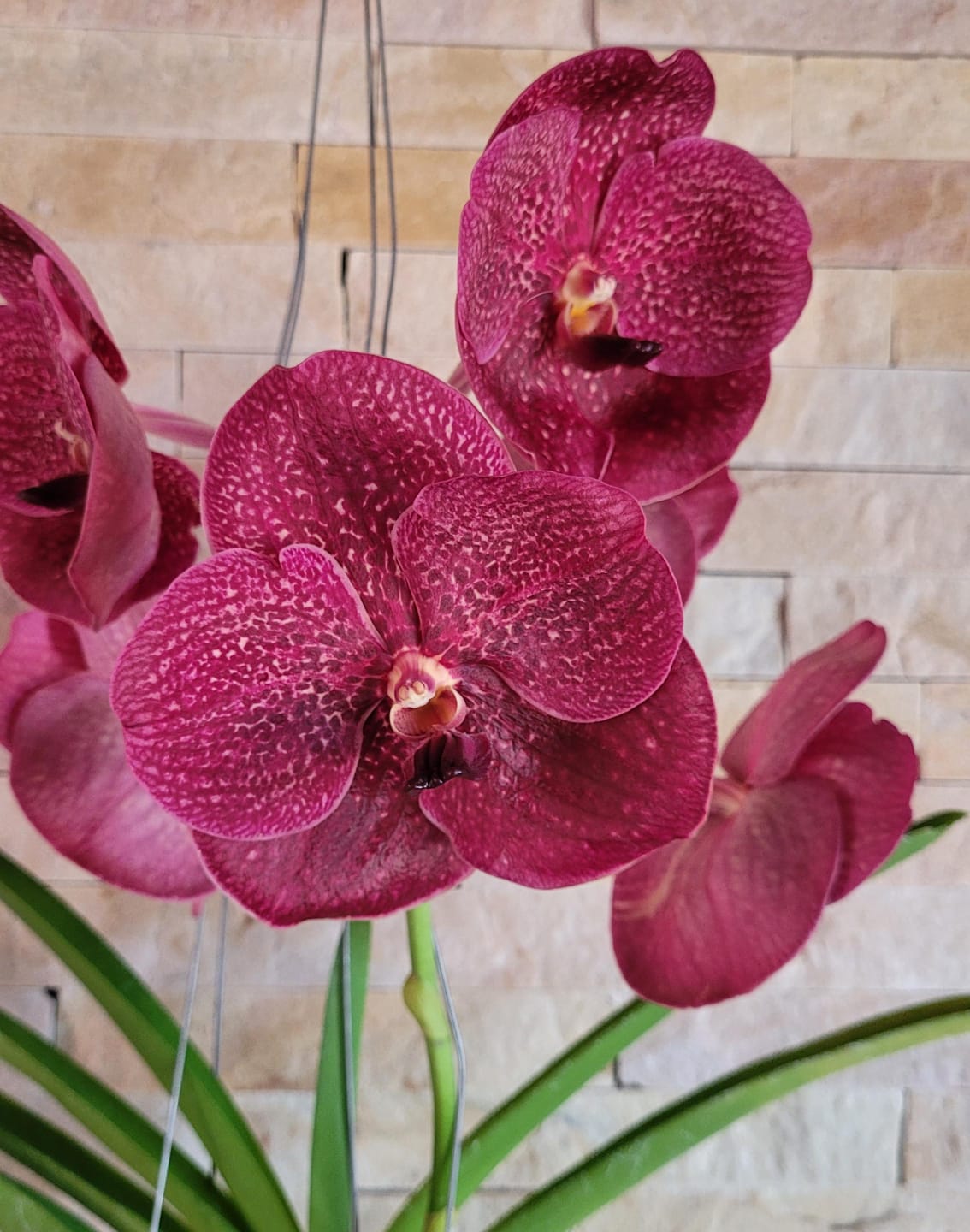 Vanda Mem Ted Carter Burgandy - Orquidário Dona Vanda