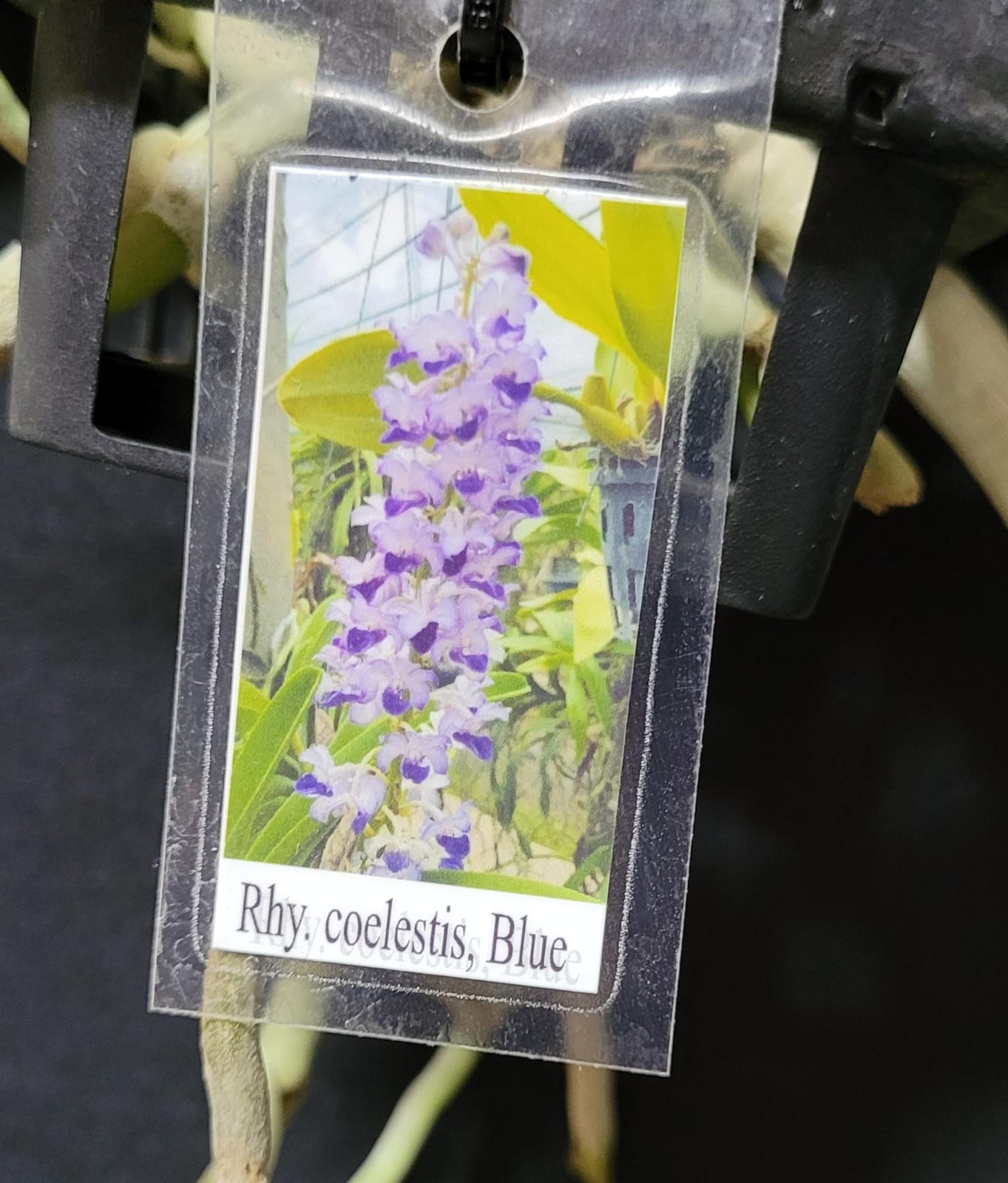 Rhynchostylis Coelestis, Blue - Orquidário Dona Vanda