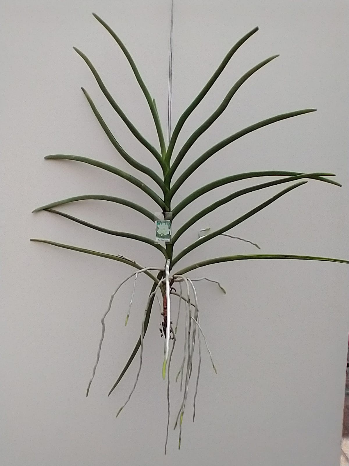 Papilionanda Udom Delight - Orquidário Dona Vanda