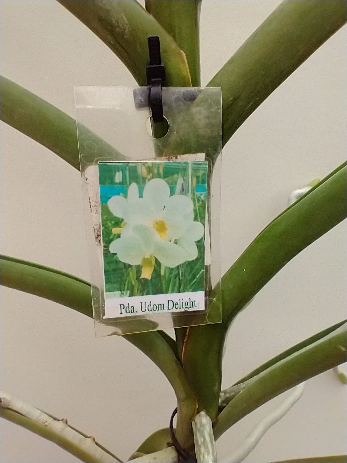 Papilionanda Udom Delight - Orquidário Dona Vanda