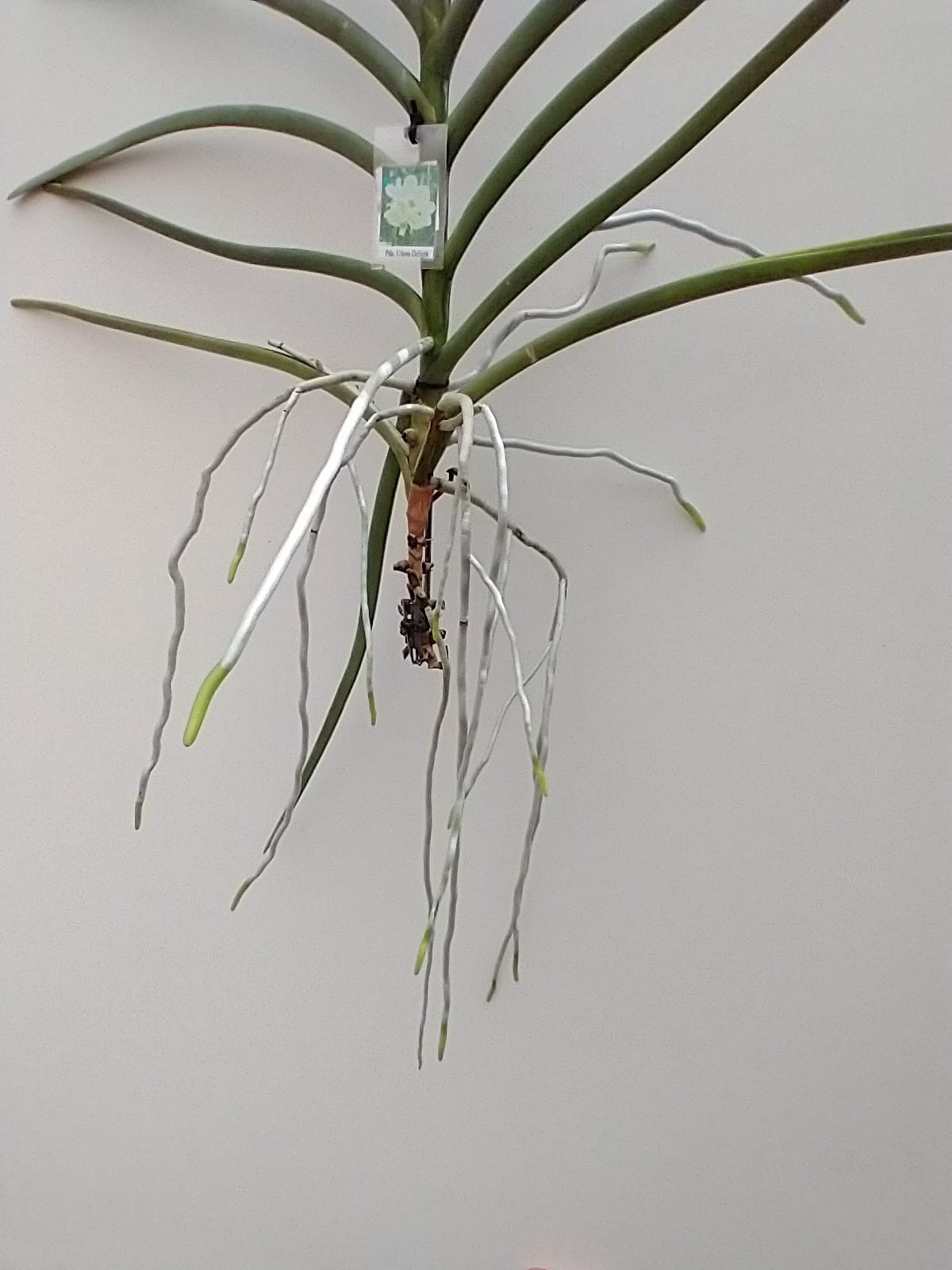Papilionanda Udom Delight - Orquidário Dona Vanda