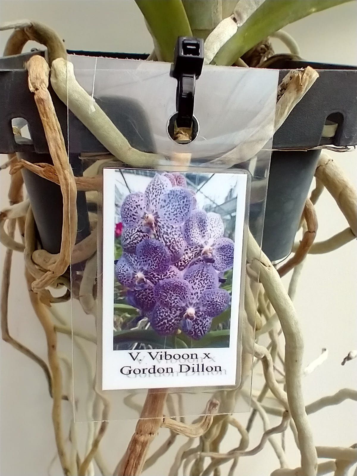 Vanda Viboon x Gordon Dillon - Orquidário Dona Vanda