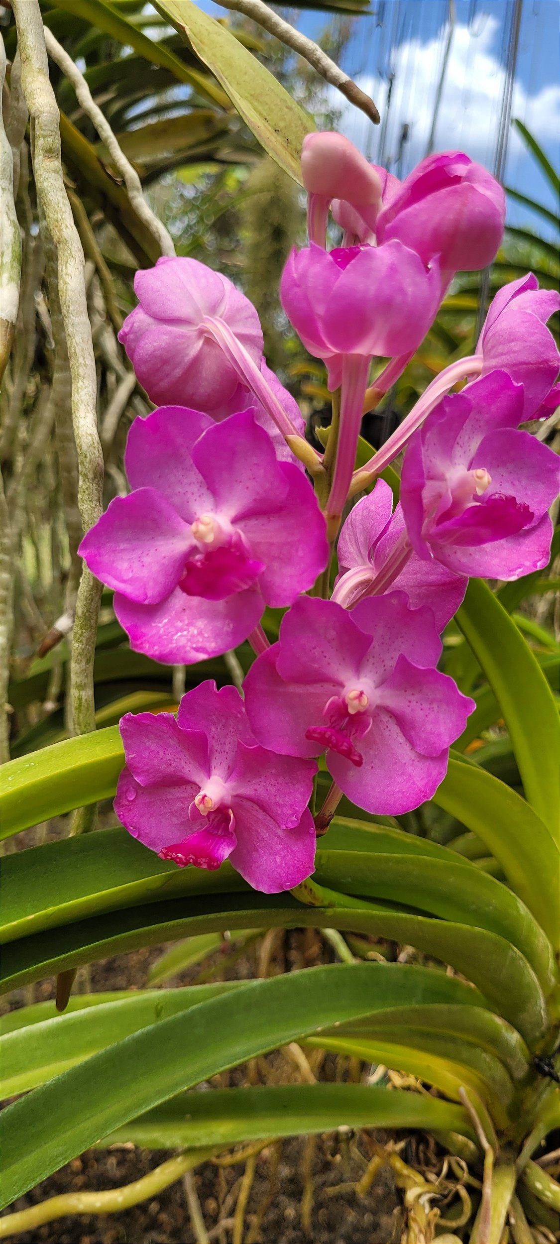 Vanda Chule Red - Orquidário Dona Vanda
