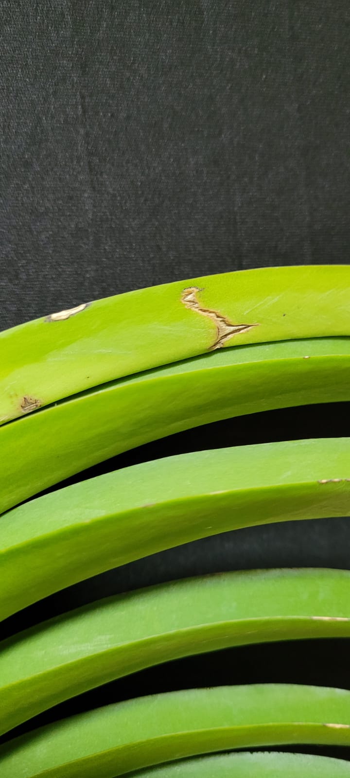 Vanda Chule Red - Orquidário Dona Vanda