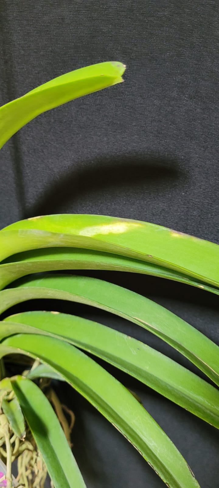 Vanda Chule Red - Orquidário Dona Vanda