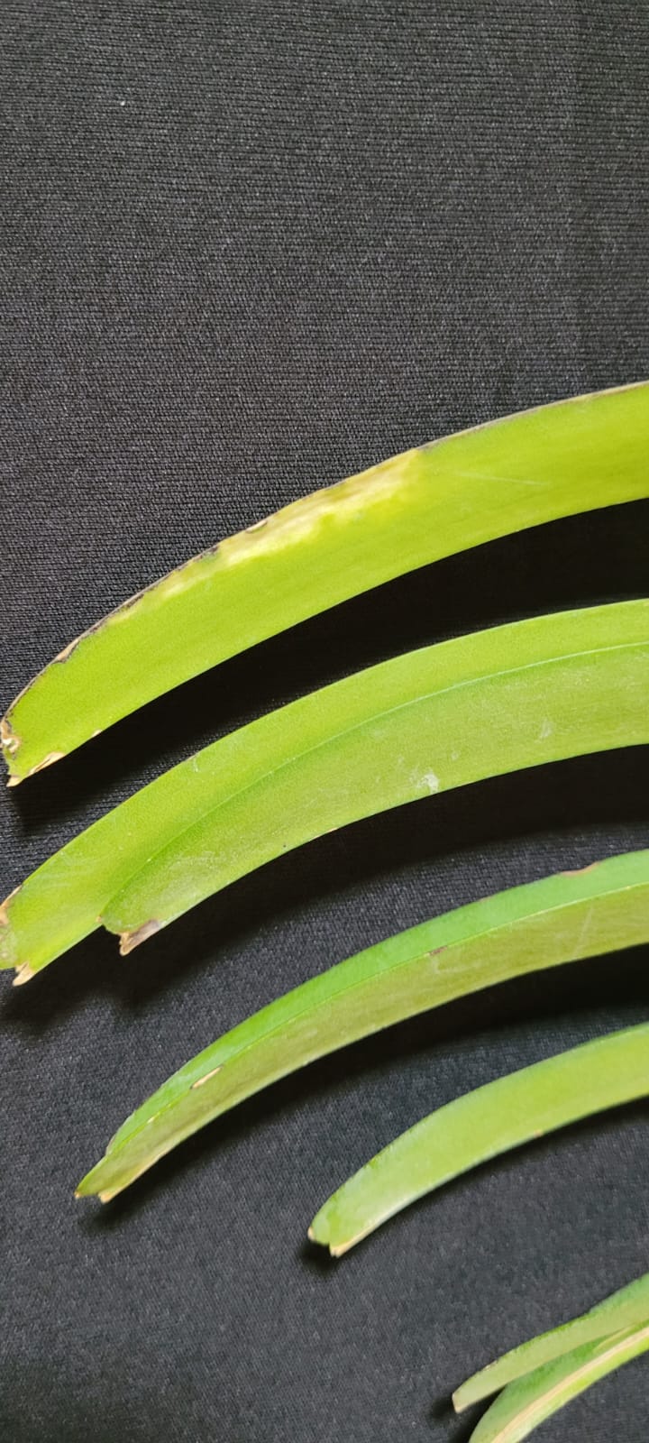 Vanda Chule Red - Orquidário Dona Vanda