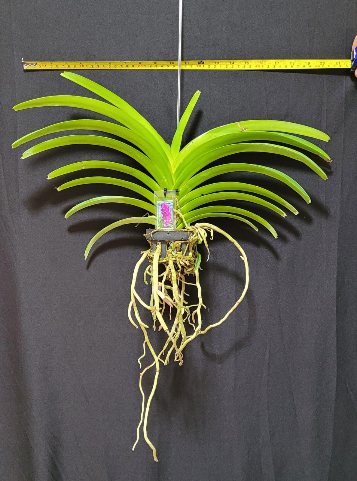 Vanda Chule Red - Orquidário Dona Vanda