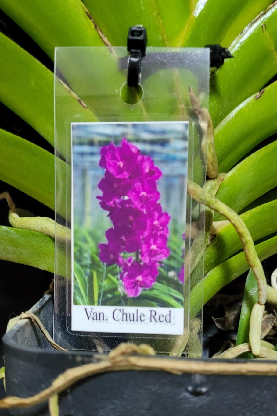 Vanda Chule Red - Orquidário Dona Vanda