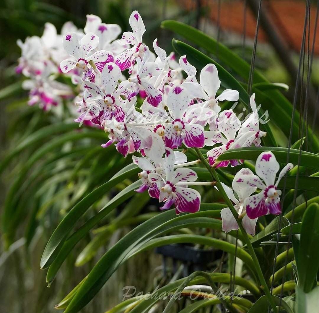 Vanda Kultana Fragrance x Vanda Luzonica - Orquidário Dona Vanda