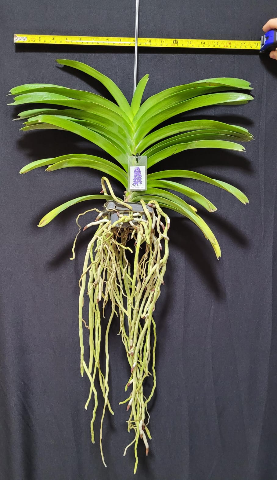 Vanda Ploenpit Blue - Orquidário Dona Vanda