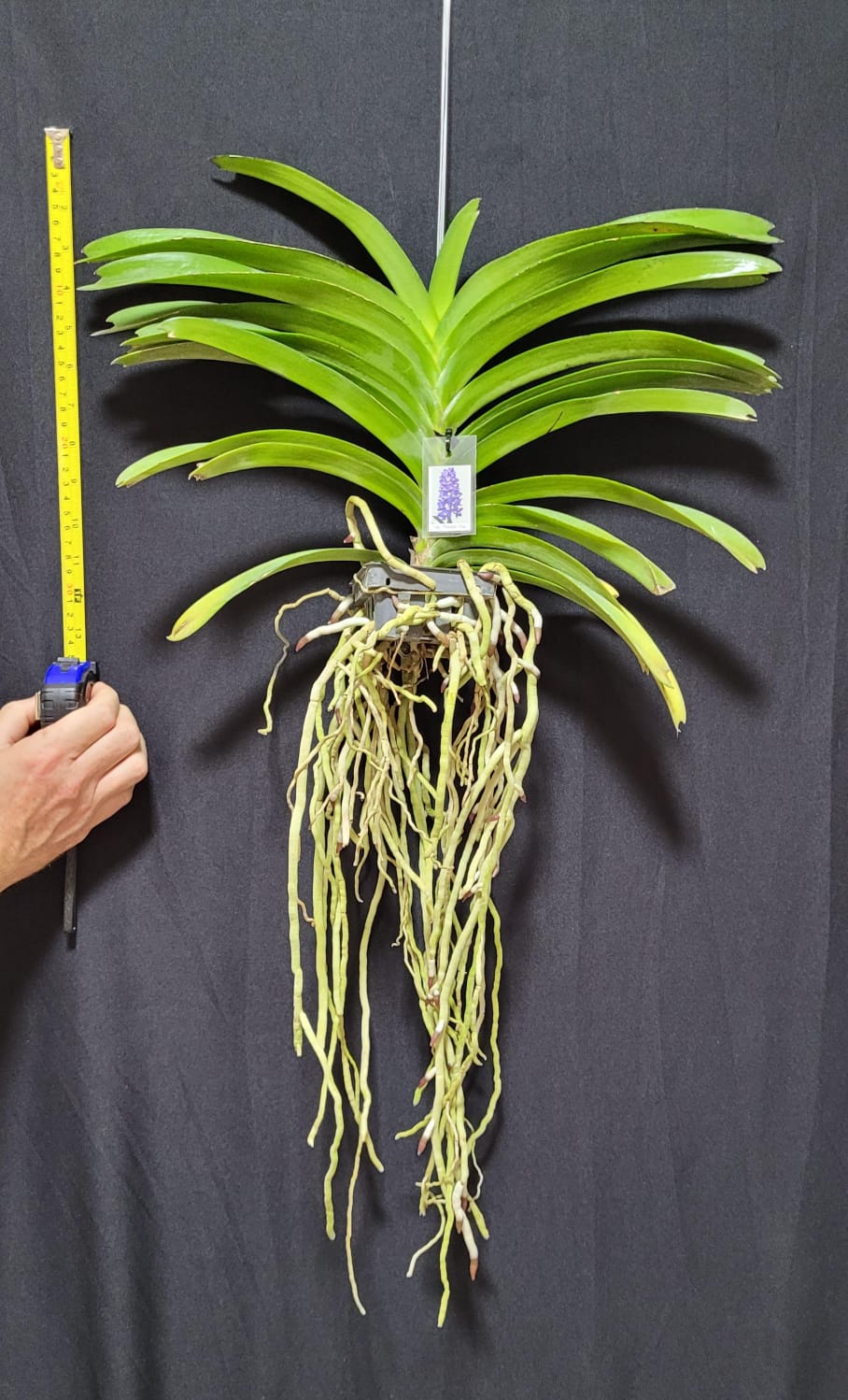 Vanda Ploenpit Blue - Orquidário Dona Vanda