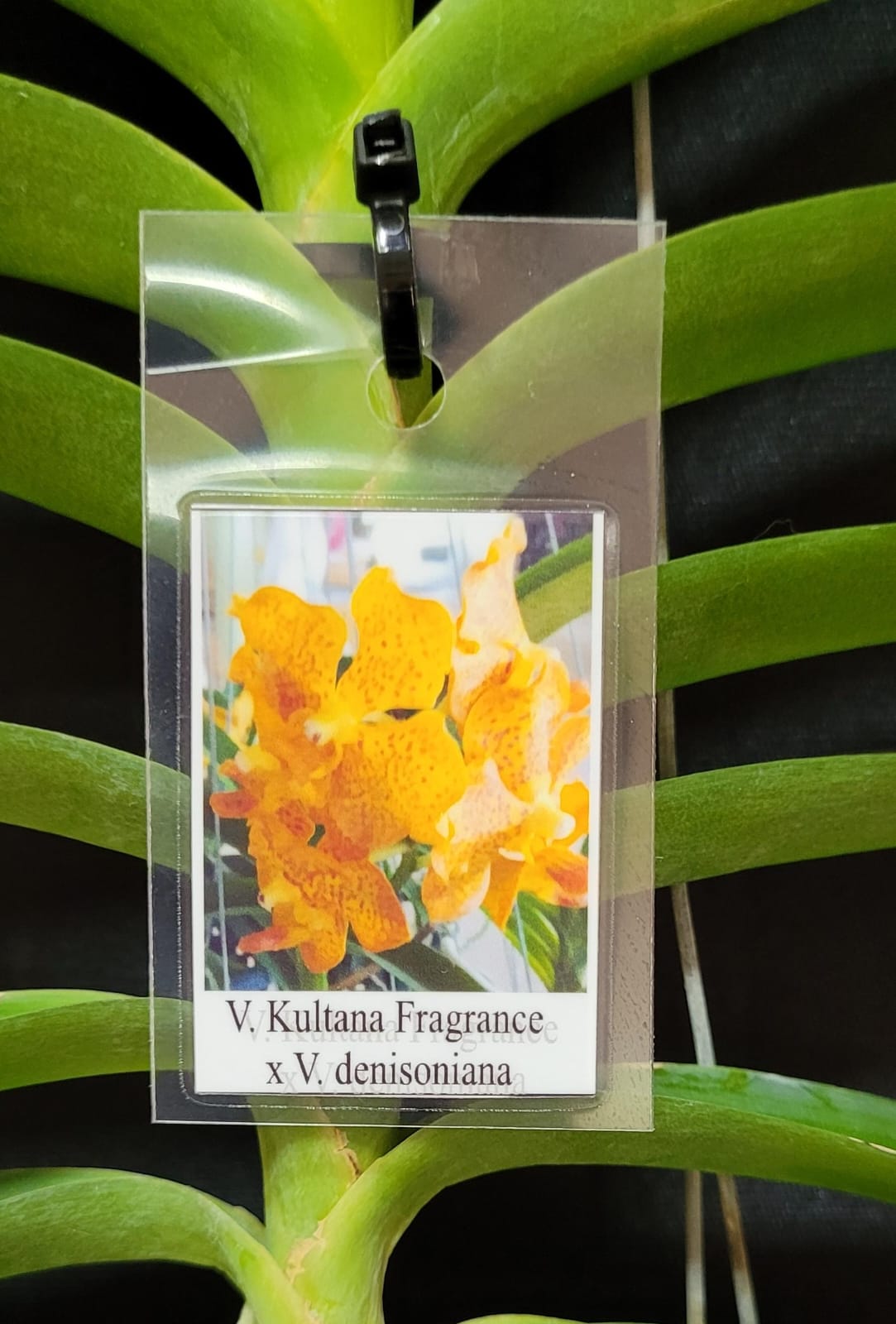 Vanda Kultana Fragrance x Vanda Denisoniana - Orquidário Dona Vanda