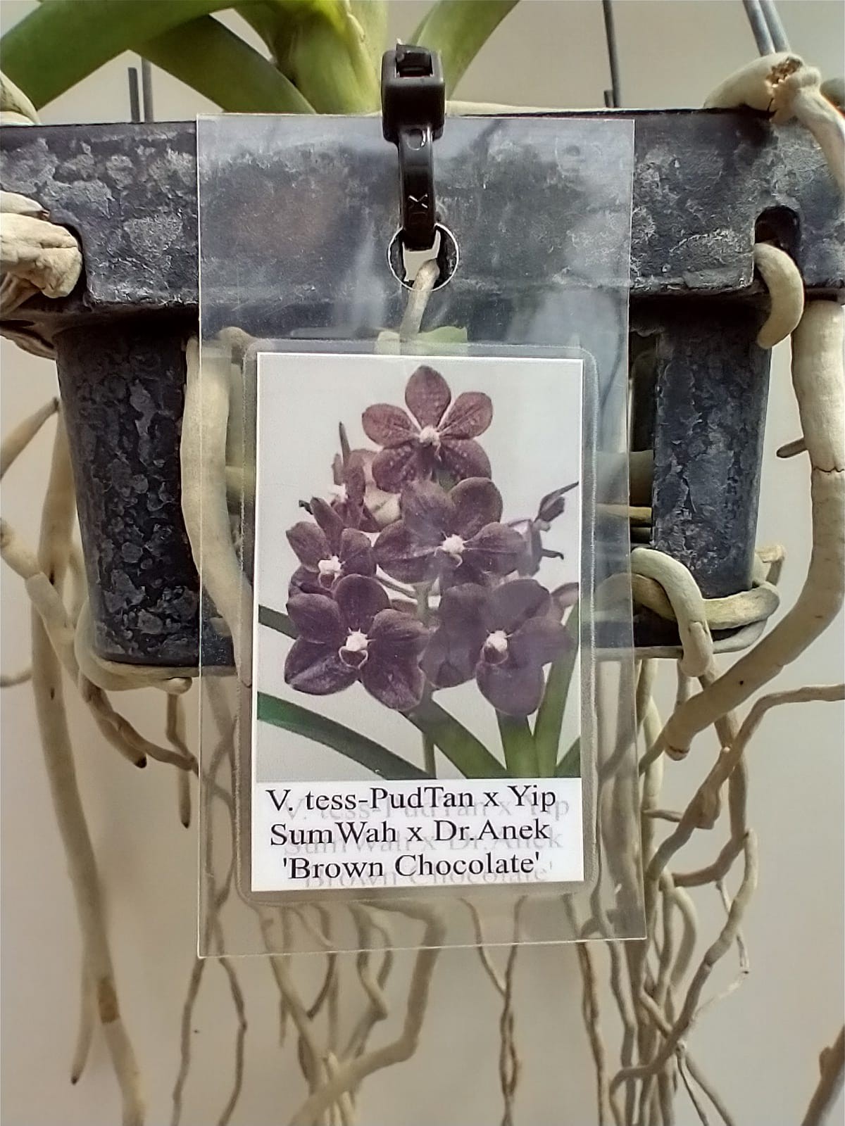 Vanda Tess-PudTan x Yip SumWah x Dr Anek "Brown Chocolate" - Orquidário ...