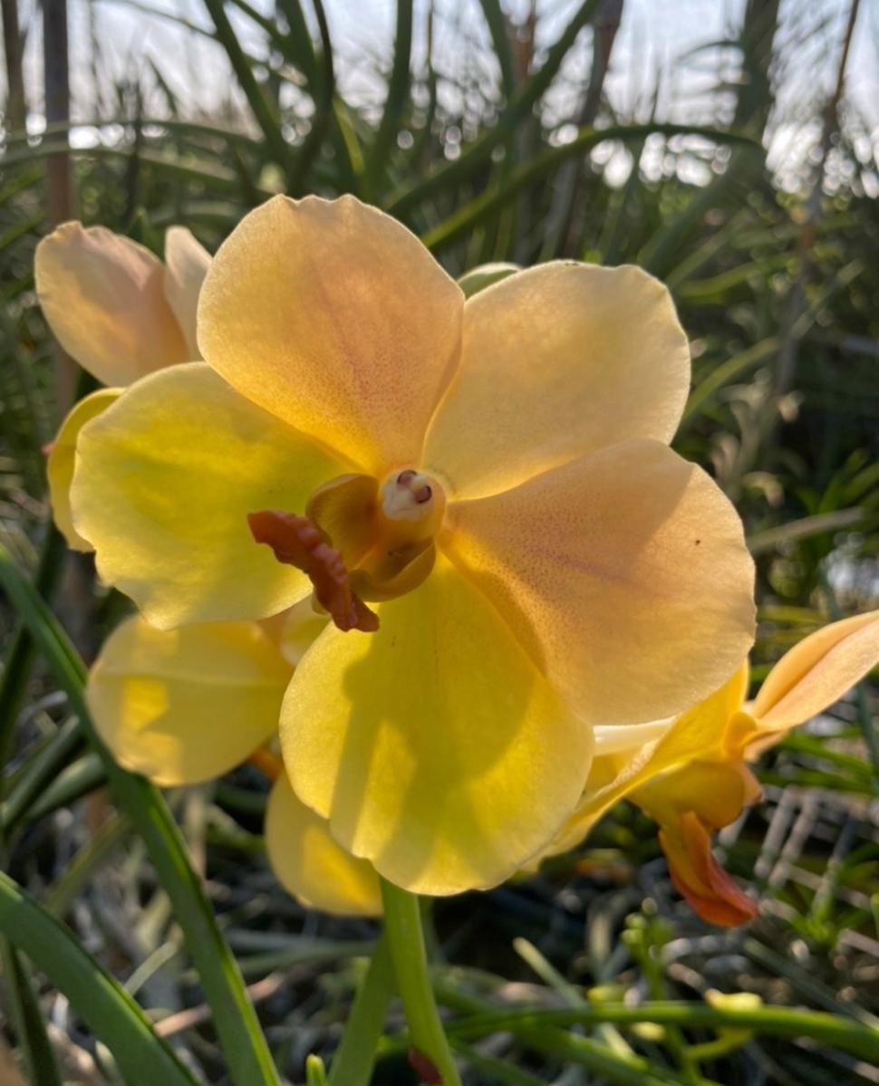 Muda de Vanda M.L Velthuis X Kultana Gold - Orquidário Dona Vanda
