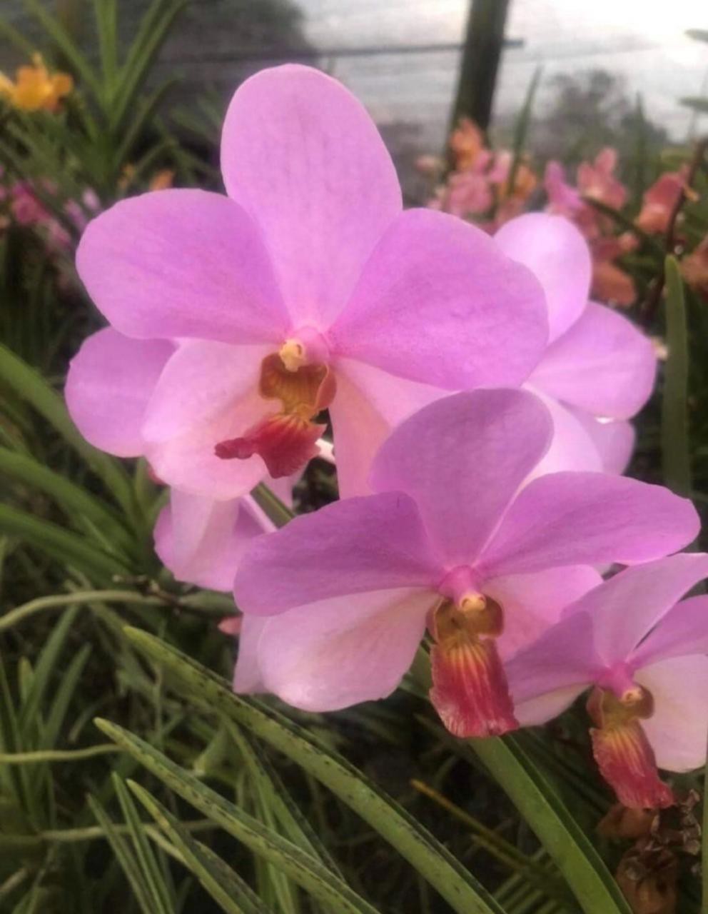 Muda de Vanda M.L Velthuis X Dr. Anek , Soft Pink - Orquidário Dona Vanda