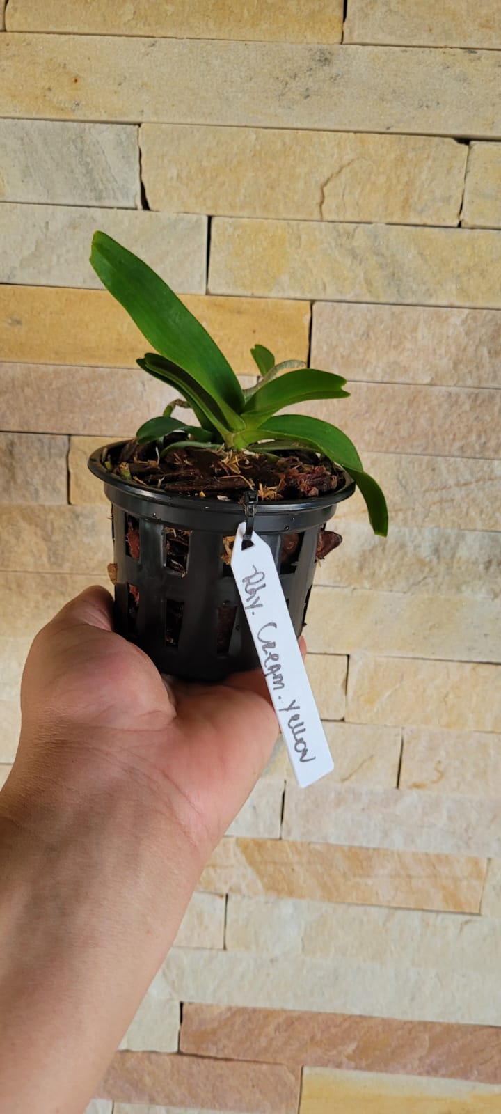 Muda de Rhynchostylis Gigantea Cream Yellow - Orquidário Dona Vanda