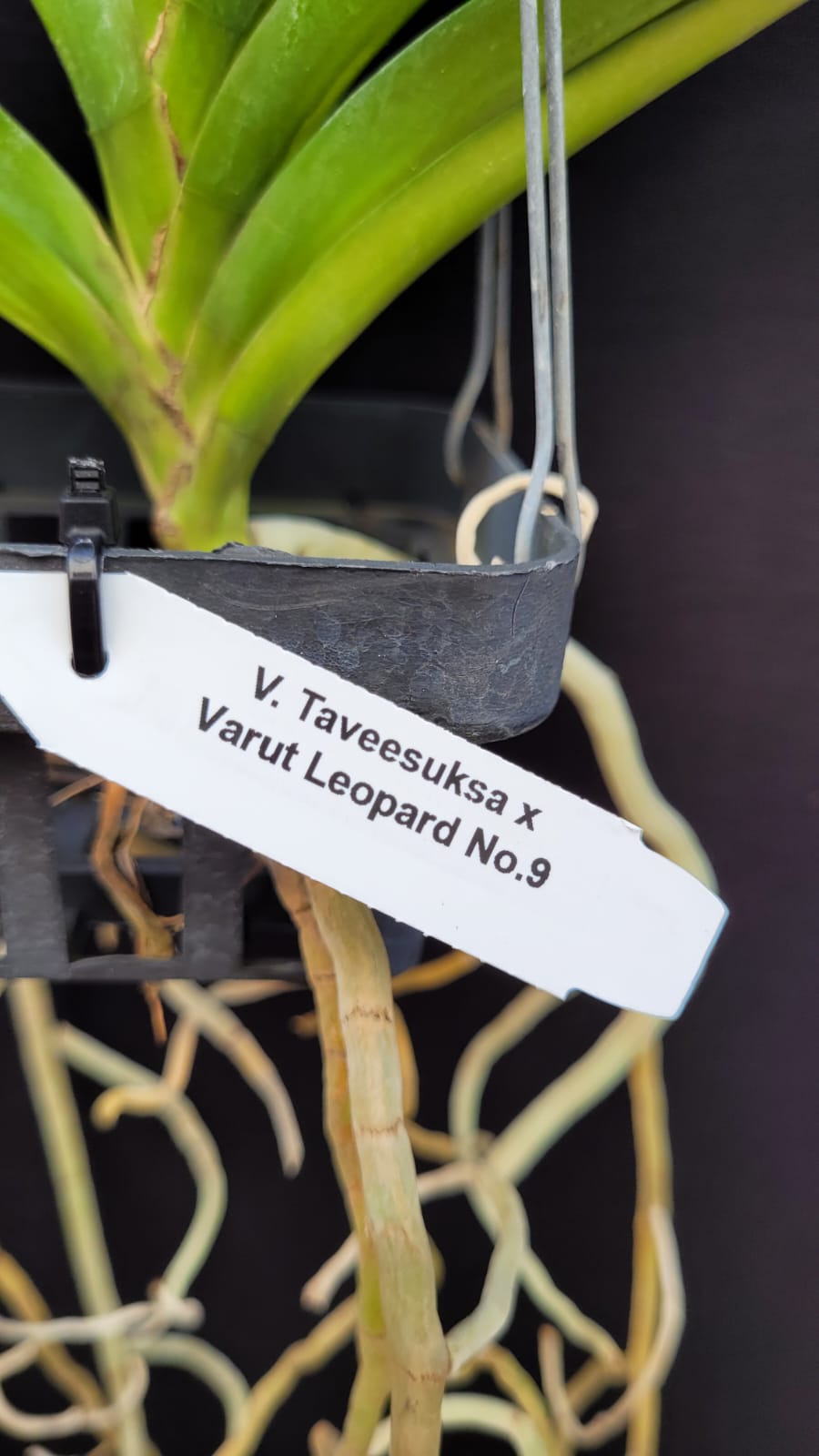 Vanda Taveesuksa x Varut Leopard Nr. 09 - Orquidário Dona Vanda