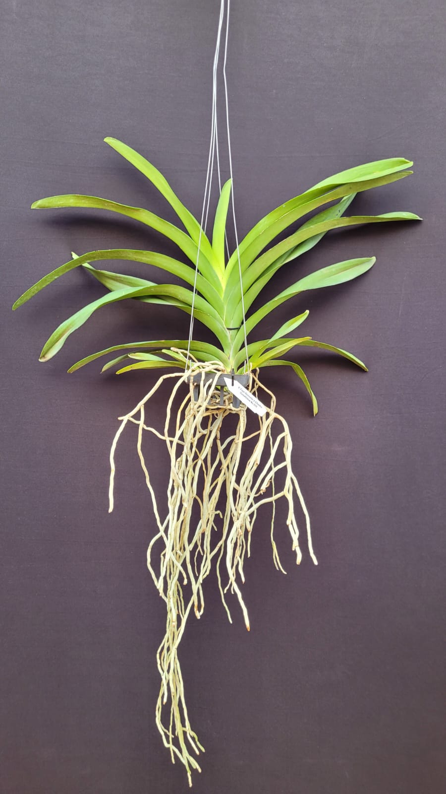 Vanda Faye Bennette x Charles Goodfellow Nr 533 - Orquidário Dona Vanda