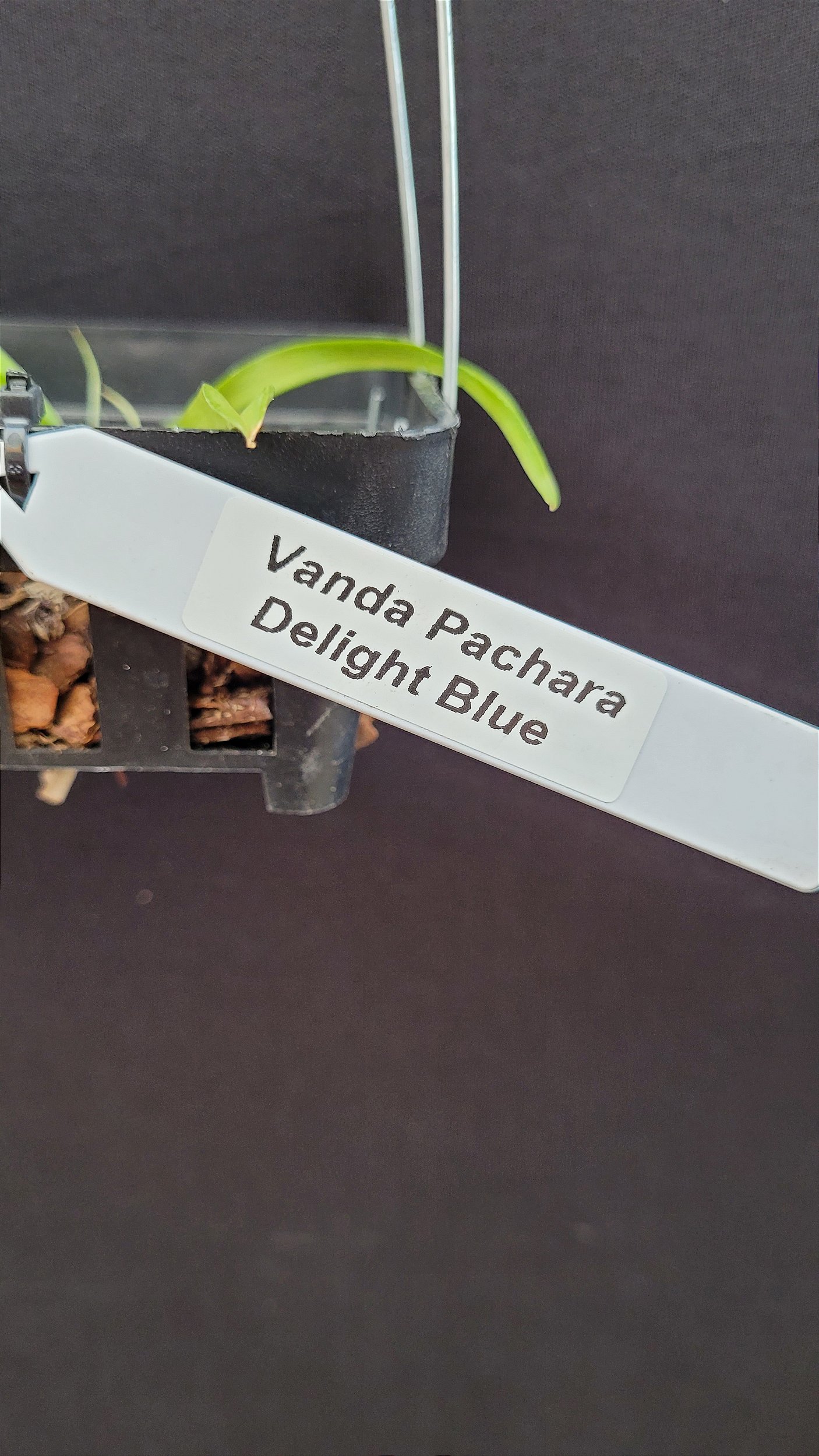 Muda Vanda Pachara Delight - Orquidário Dona Vanda