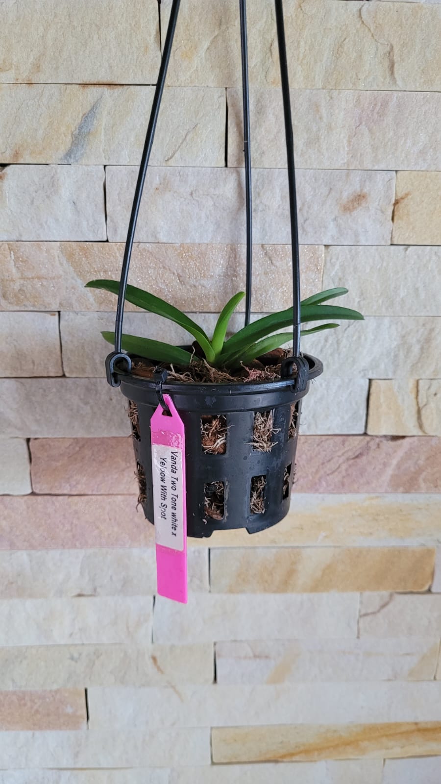 Muda de Vanda Two Tone White x Yeloow With Spot - Orquidário Dona Vanda