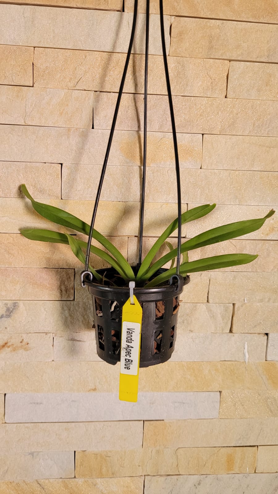 Muda de Vanda Apec Blue - Orquidário Dona Vanda