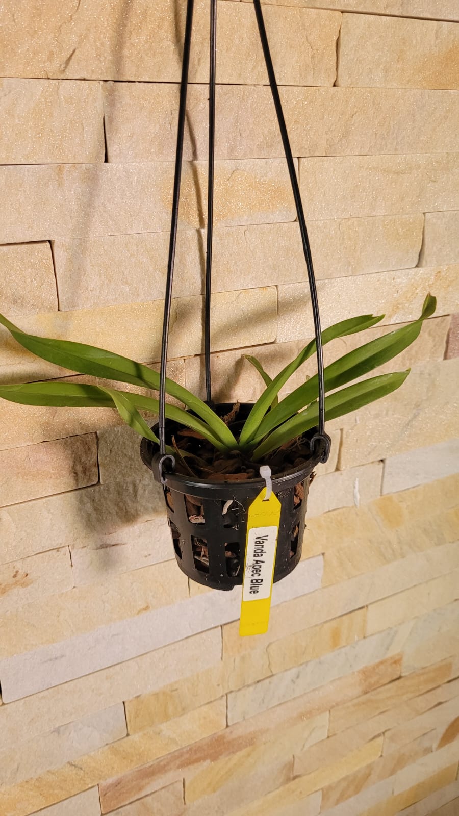 Muda de Vanda Apec Blue - Orquidário Dona Vanda