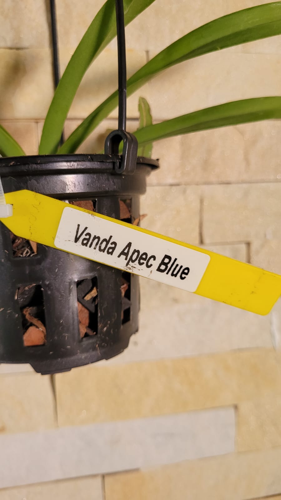 Muda de Vanda Apec Blue - Orquidário Dona Vanda
