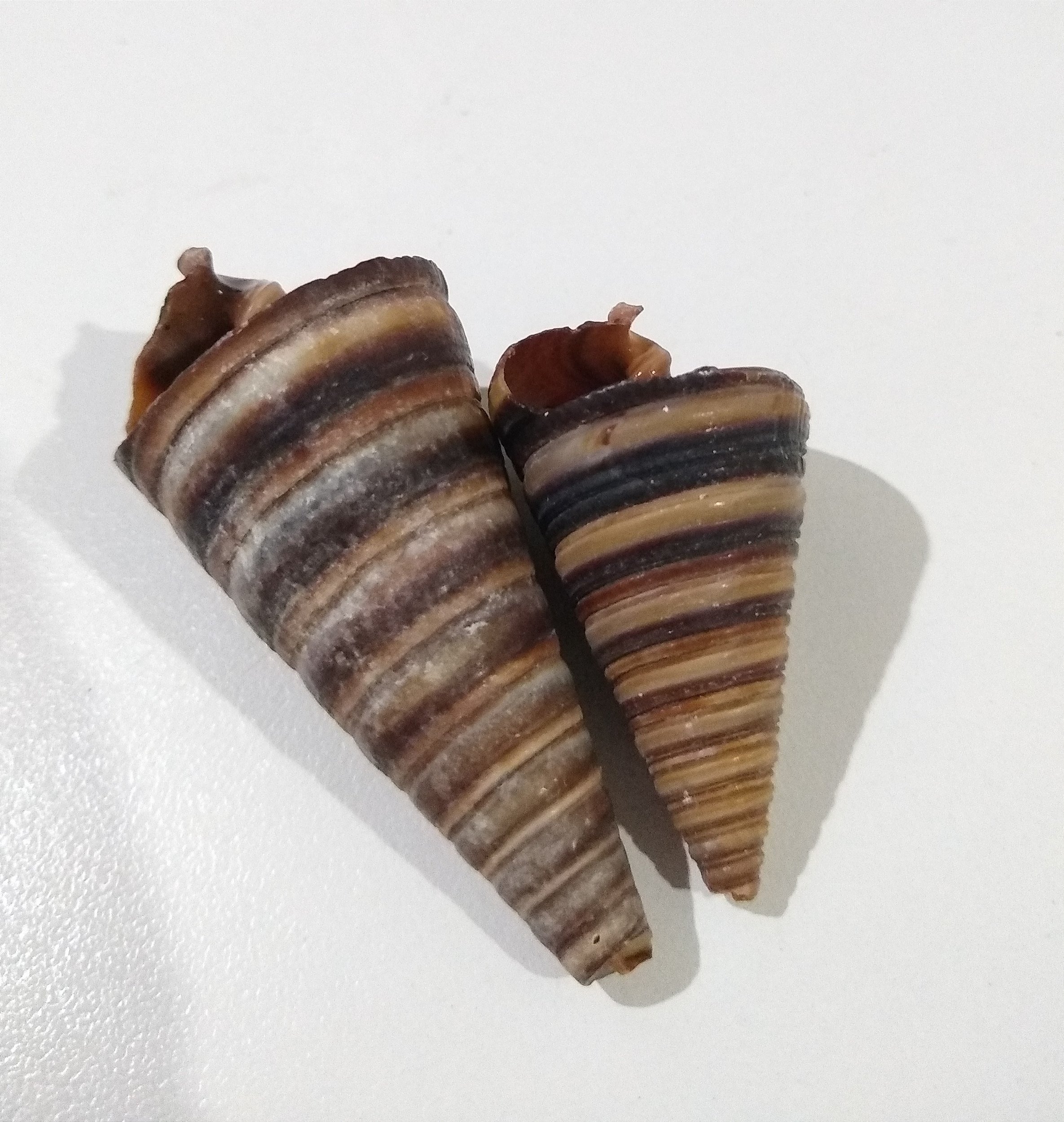 Concha Telescopium - Acari