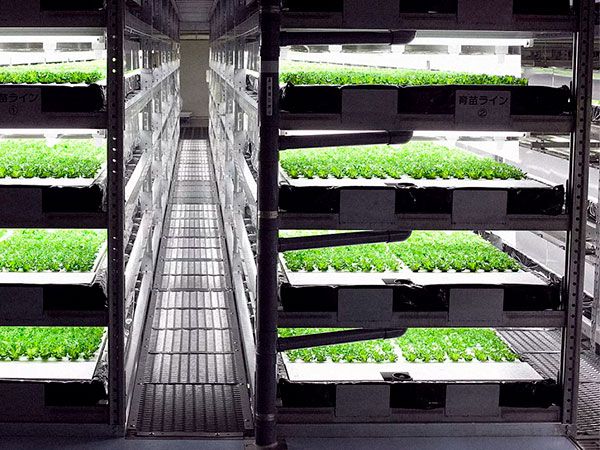 Barra de Led Warm White Hortiled 36w 120cm - Orange House Store - A ...