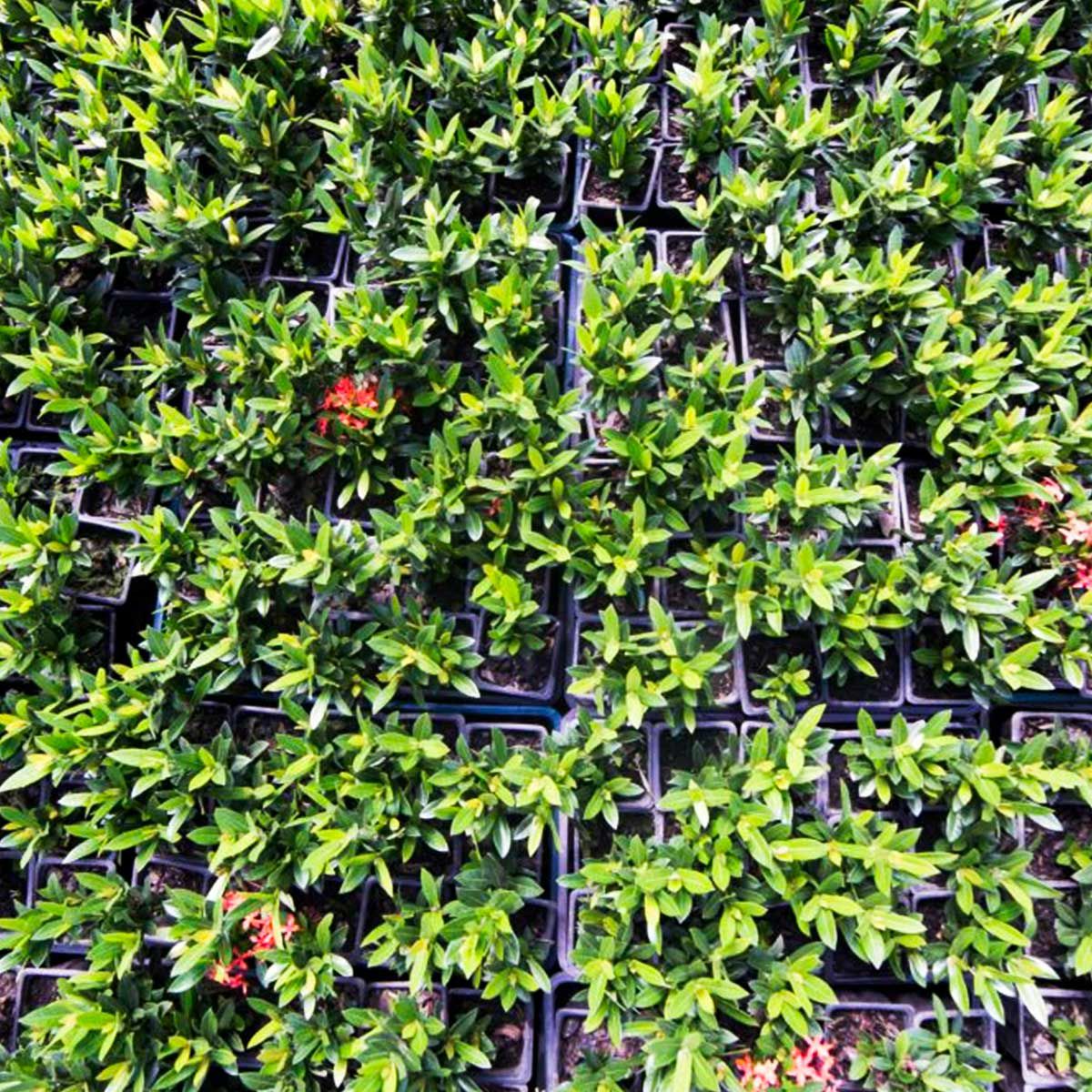 Vaso Pote Embalagem para Mudas Plantas Quadrado 8 - AgrícolaShop