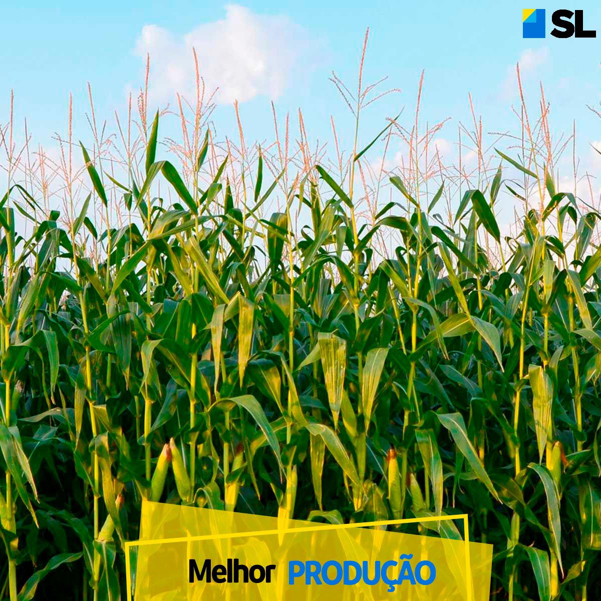 Semente de Milho Híbrido M274 Priorizi Grão e Silagem 20kg - AgrícolaShop