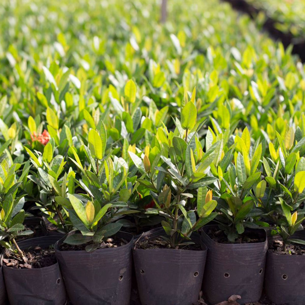 Vaso para Mudas e Plantas 14,3L Kit 100 - AgrícolaShop