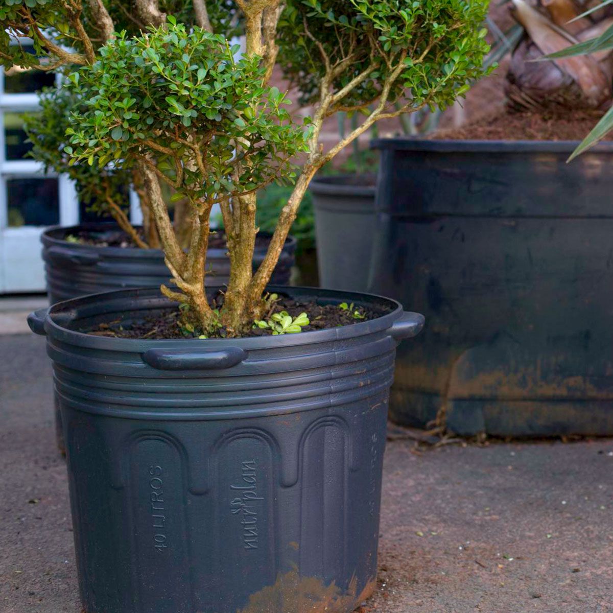 Kit 5 Embalagem para Mudas Plantio 110 Litros com Alça - AgrícolaShop