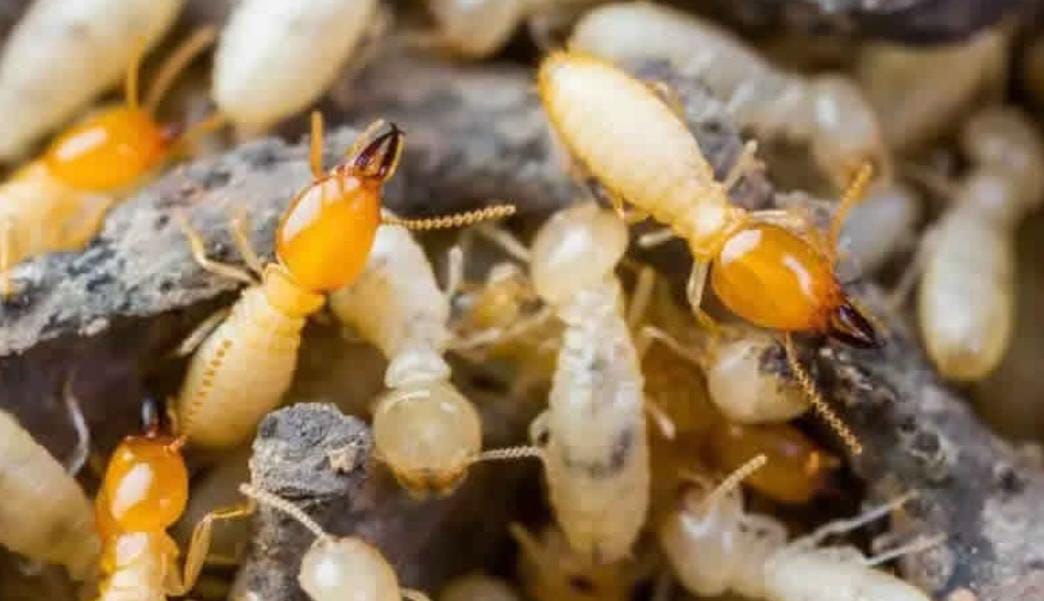 FORMILIX MATA FORMIGAS CUPINS BARATAS 500ml - Gold Plant