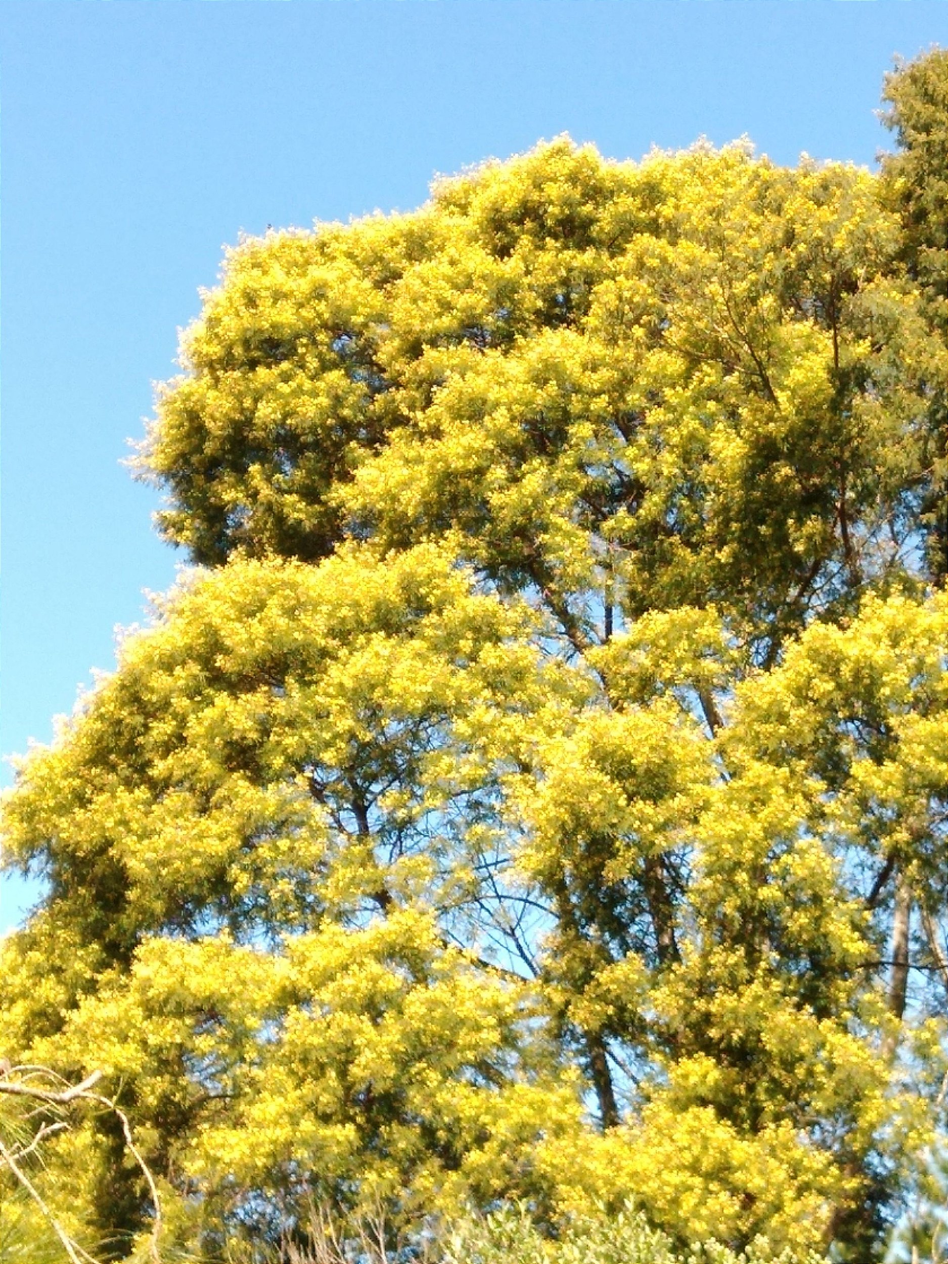 Bracatinga - Mimosa scabrella - Sementes - Fractal Sementes Crioulas ...
