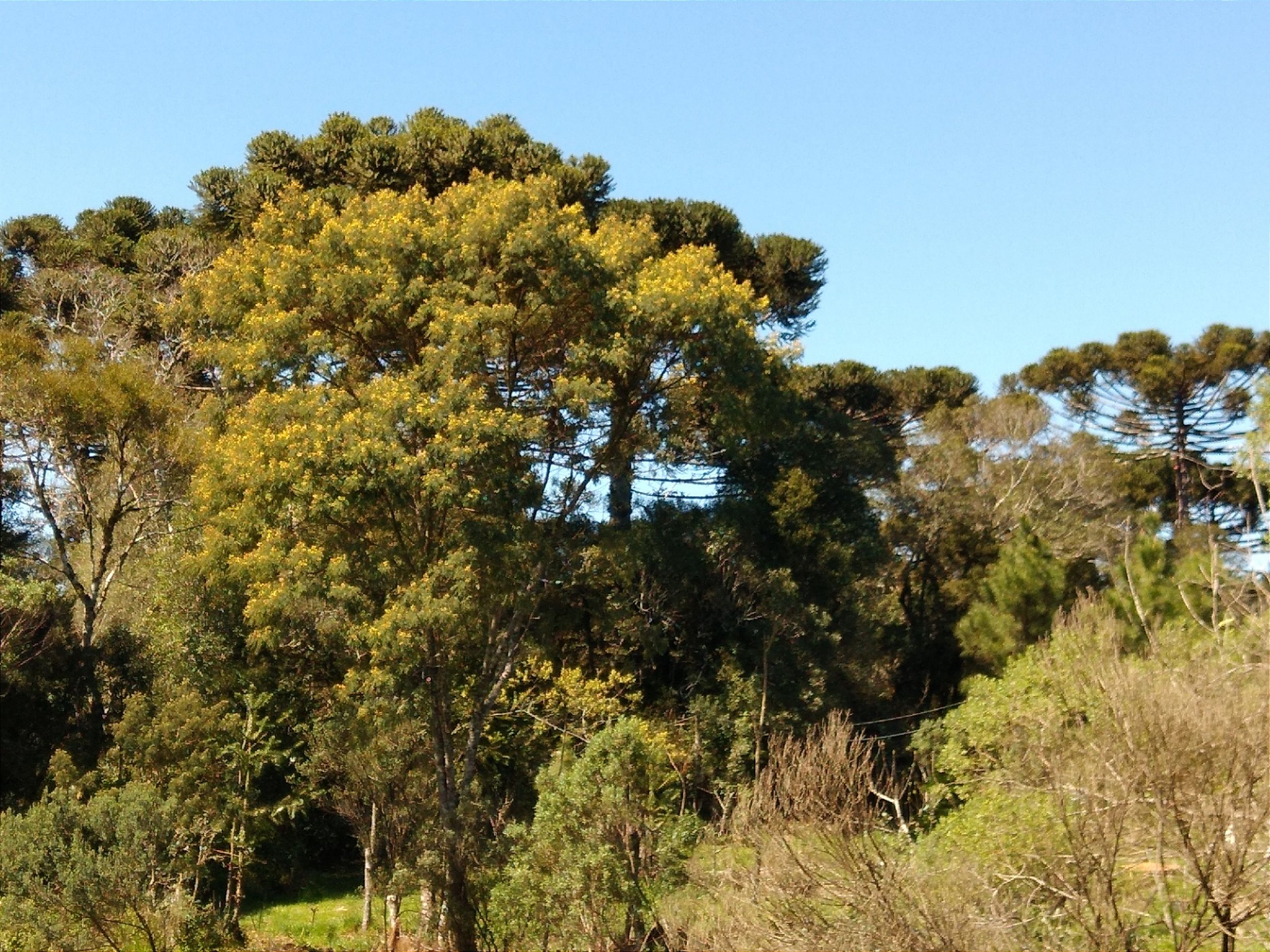 Bracatinga - Mimosa scabrella - Sementes - Fractal Sementes Crioulas ...