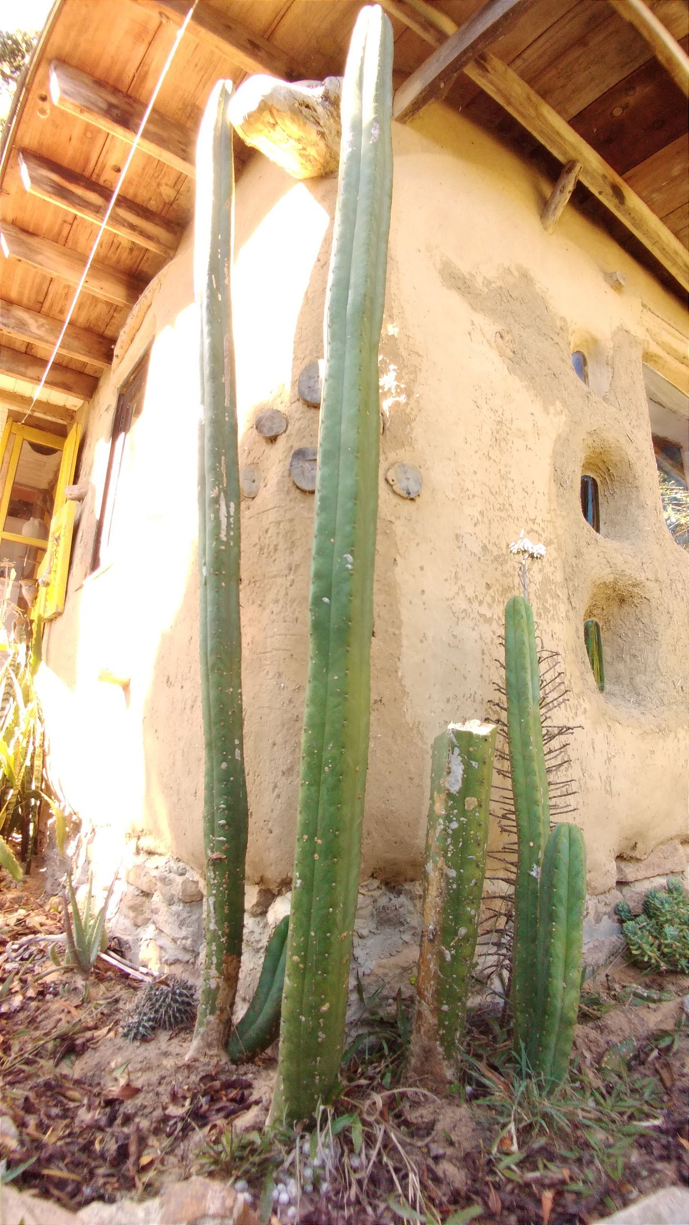 Cactus San Pedro - Echinopsis pachanoi - Fractal Sementes Crioulas ...