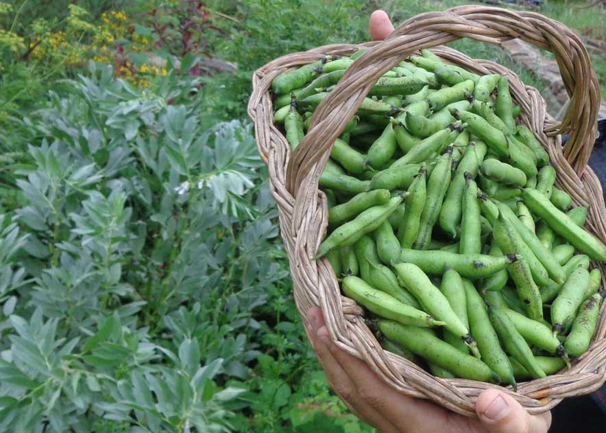 Fava - Vicia faba - Fractal Sementes Crioulas, PANCs , raridades