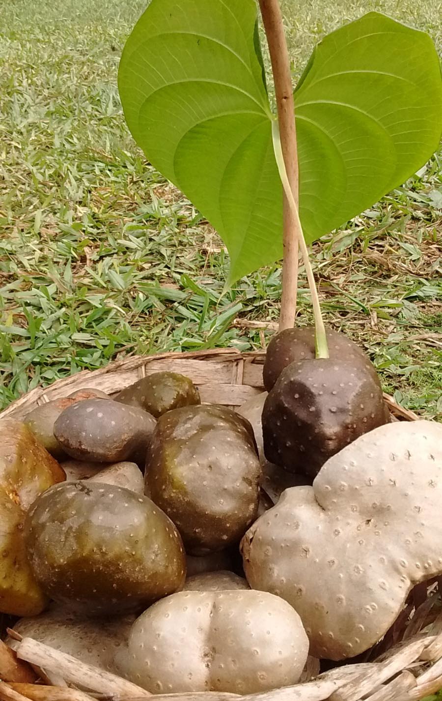 Cará-do-ar ou Cará-Moela - Dioscorea bulbifera - Fractal Sementes ...
