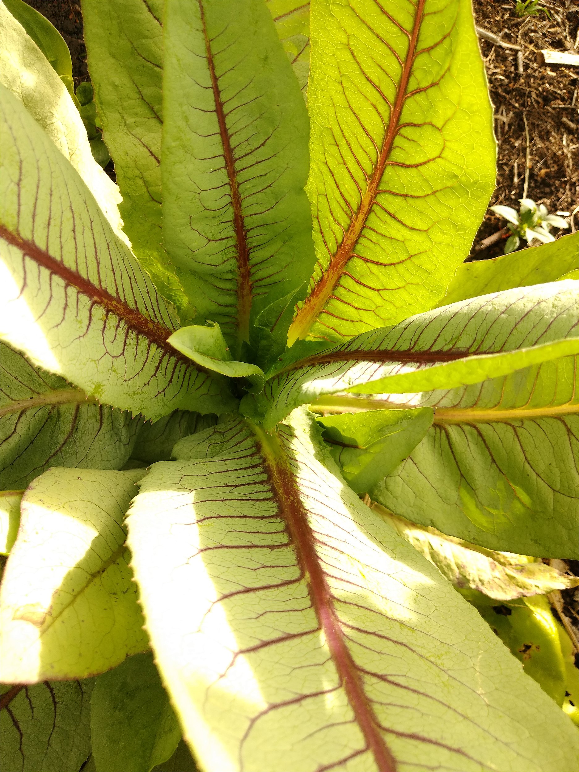Almeirao Roxo - Lactuca canadensis - Fractal Sementes Crioulas, PANCs ...
