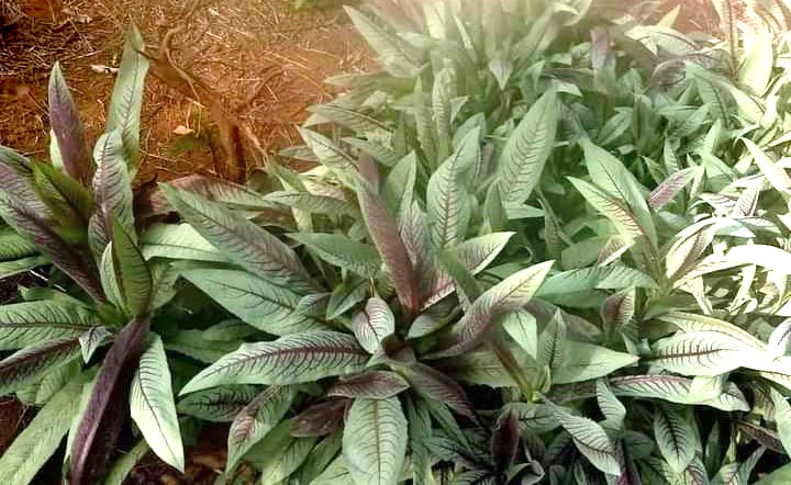 Almeirao Roxo - Lactuca canadensis - Fractal Sementes Crioulas, PANCs ...